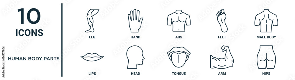 human body parts outline icon set such as thin line leg, abs, male body ...
