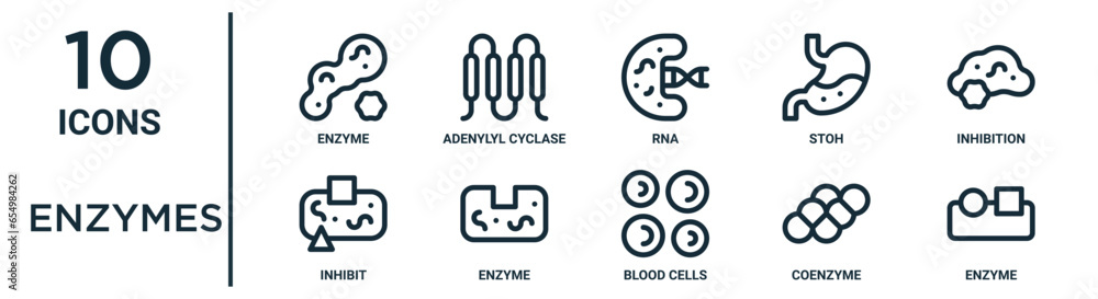 enzymes outline icon set such as thin line enzyme, rna, inhibition, enzyme, coenzyme, enzyme ...
