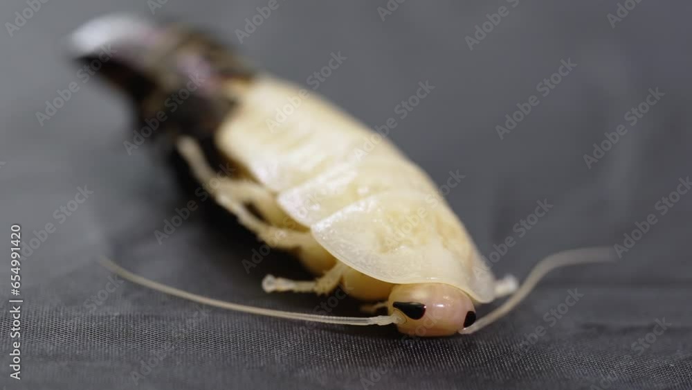 The molting process of the Madagascar cockroach. Stock ビデオ | Adobe Stock
