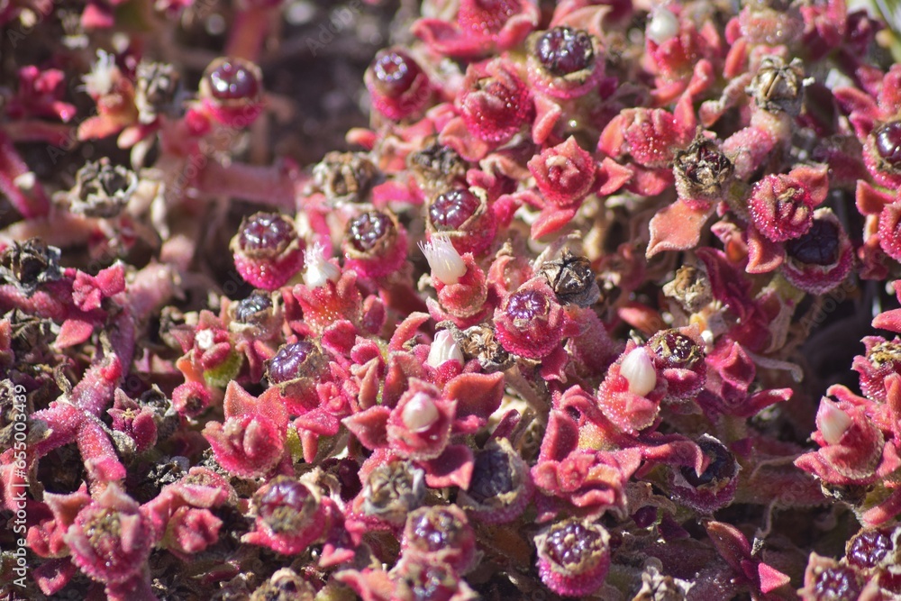Rosaceous Plants in the Desert: Resilient and beautiful, these desert ...