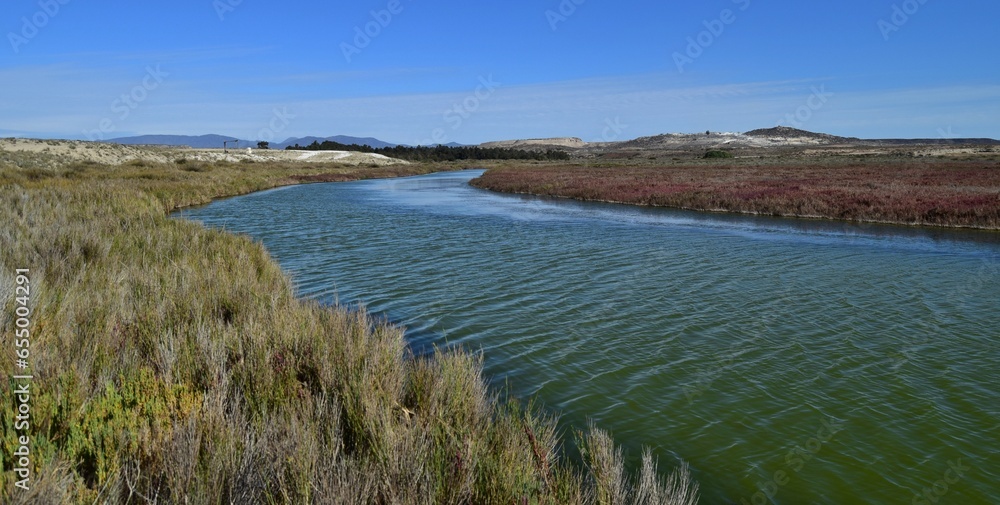Wetlands on the Coast of Chile: Vital ecosystems teeming with ...