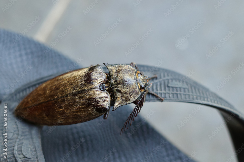 Elateridae or click beetles are a family of spring beetles Stock Photo ...