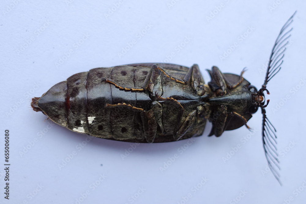 Foto de Elateridae or click beetles are a family of spring beetles do ...