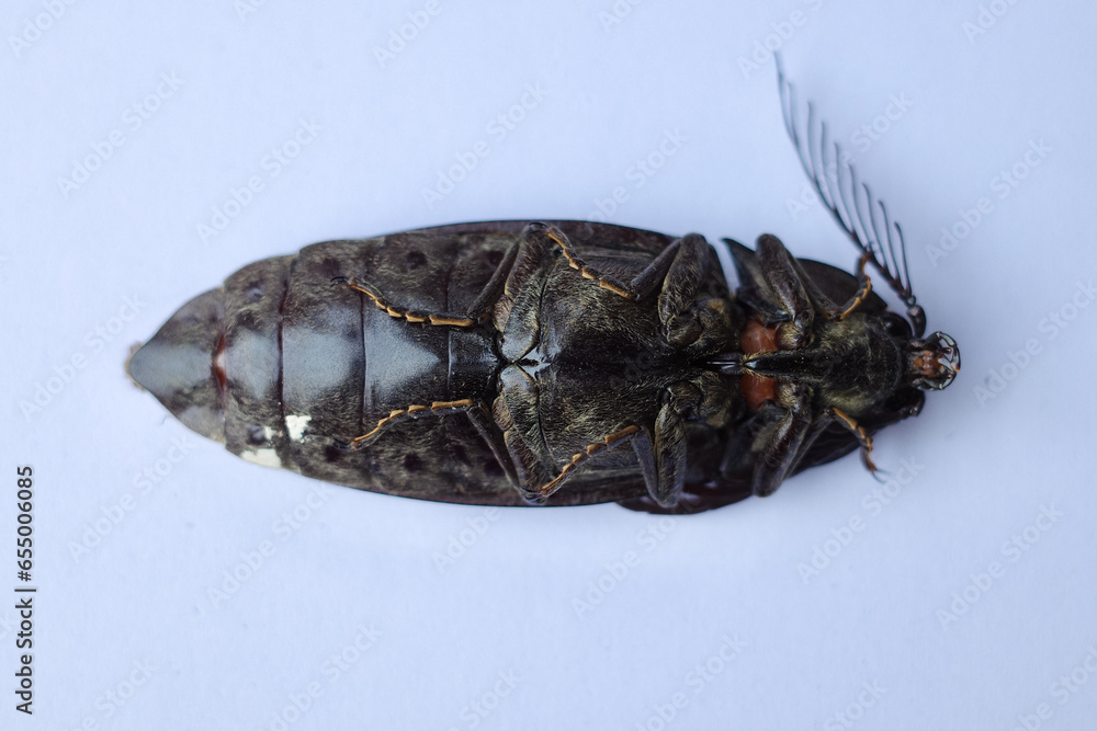 Elateridae or click beetles are a family of spring beetles Stock Photo ...