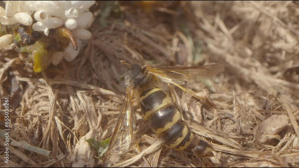 The abdomen of a dead wasp twitches as it lays next to an expired ...