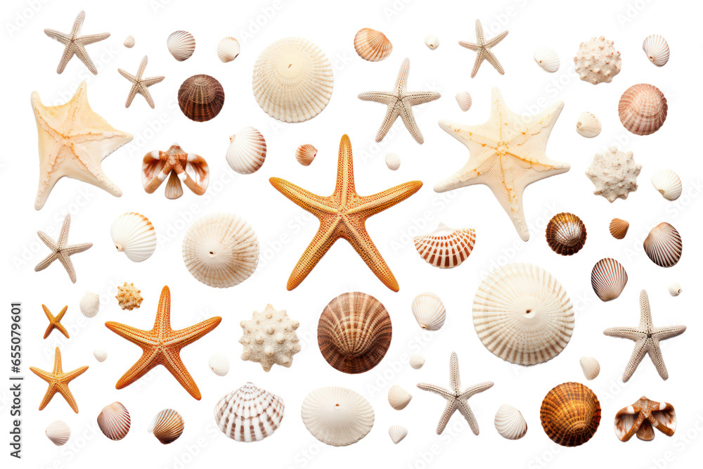 Sea shells isolated on transparent background,Transparency Stock ...