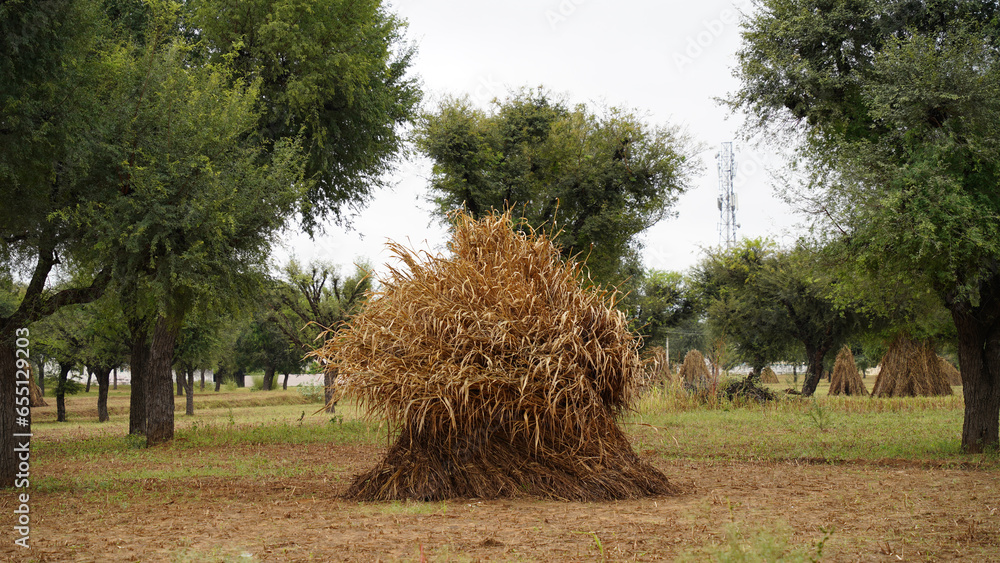 Dry millet fodder for pet animals. Pile of unprocessed pearl millet in ...
