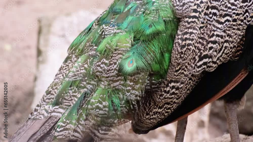 Extreme close-up of a colourful male peacock without any long tail ...