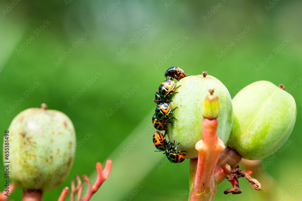 Colorfull Lychee Shield Bugs (or Jewel Bug) on a Buddha belly plant ...