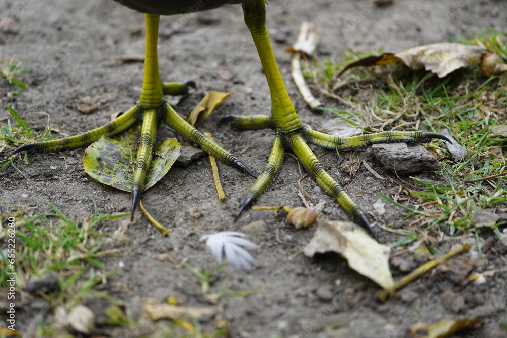 Feet of common moorhen (Gallinula chloropus), also known as the ...