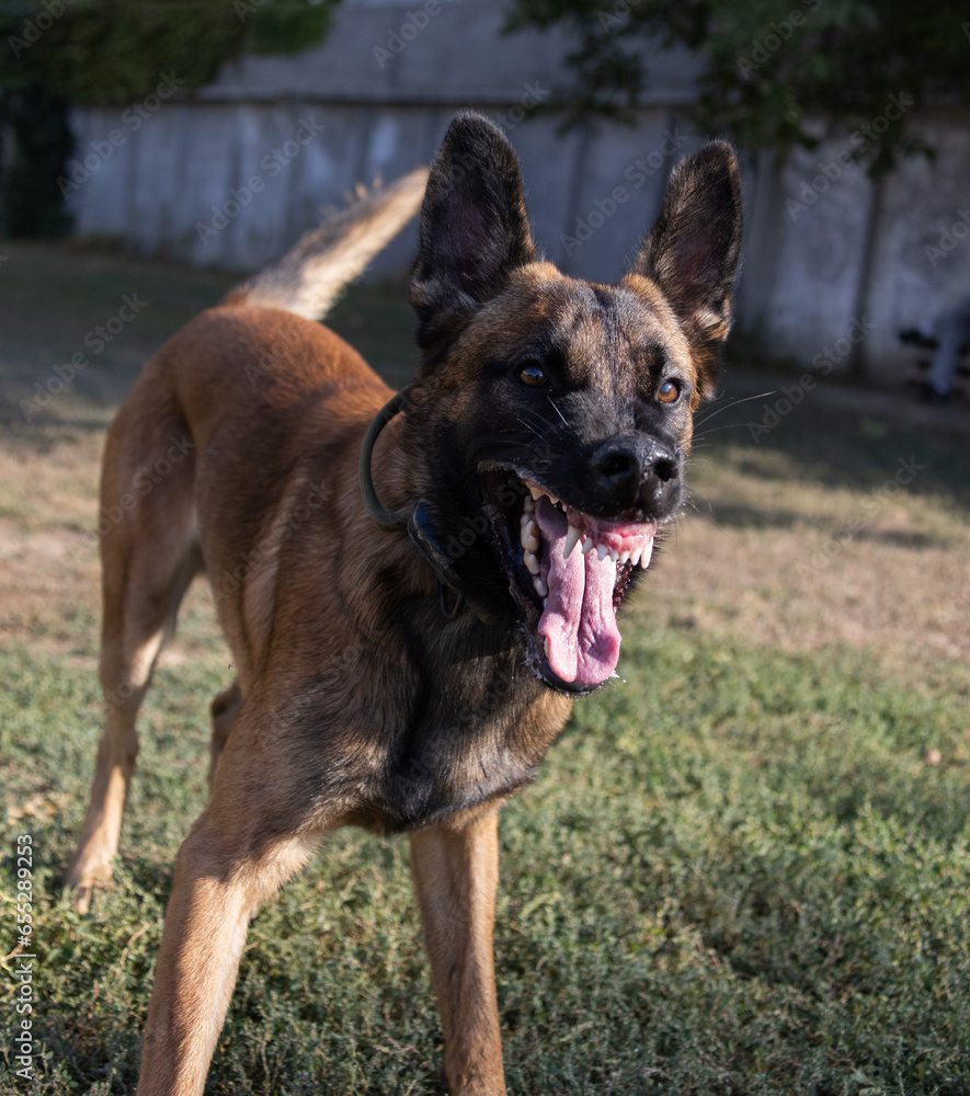 Beautiful angry Aggressive dog Belgian Shepherd Malinois grab criminal ...