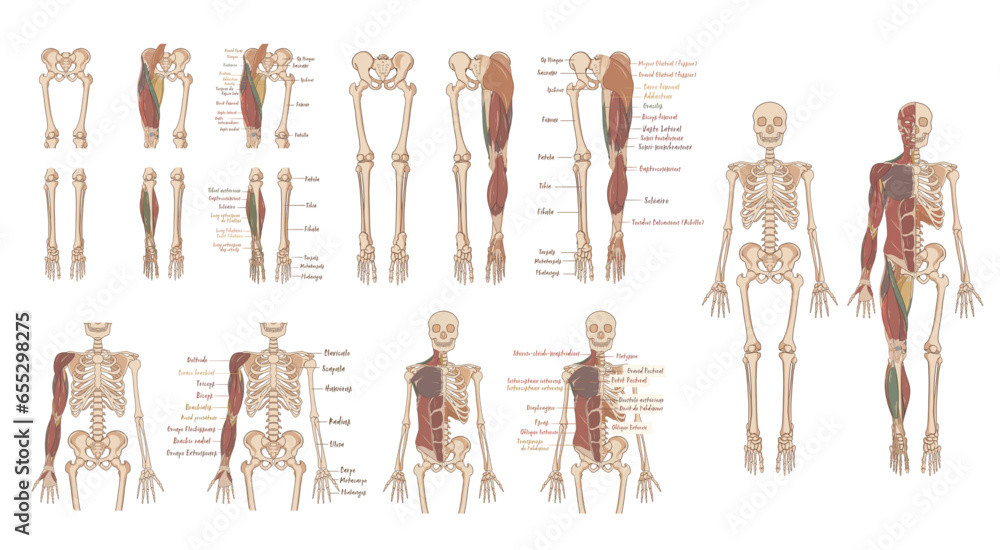 Human skeleton and muscles, complete anterior view of the body and ...