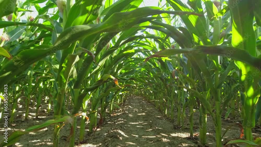 Corn maize close up, agriculture field, young green corn seedling crops ...
