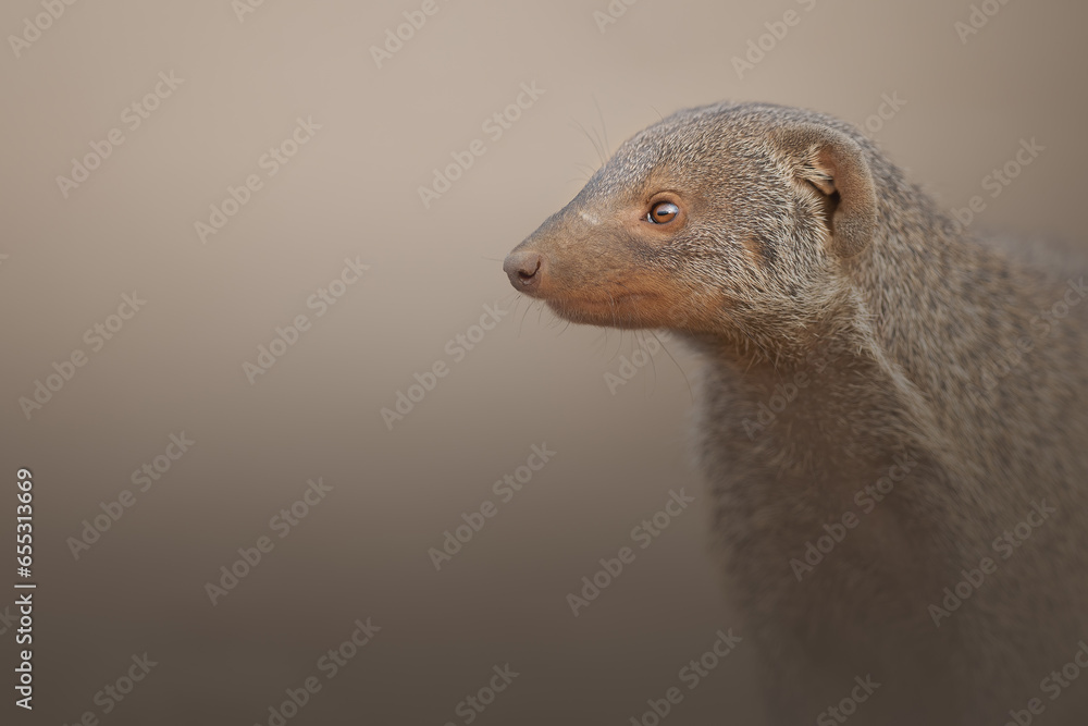 Banded mongoose, Mungos mungo. Wildlife from Africa. Cute mammal with ...