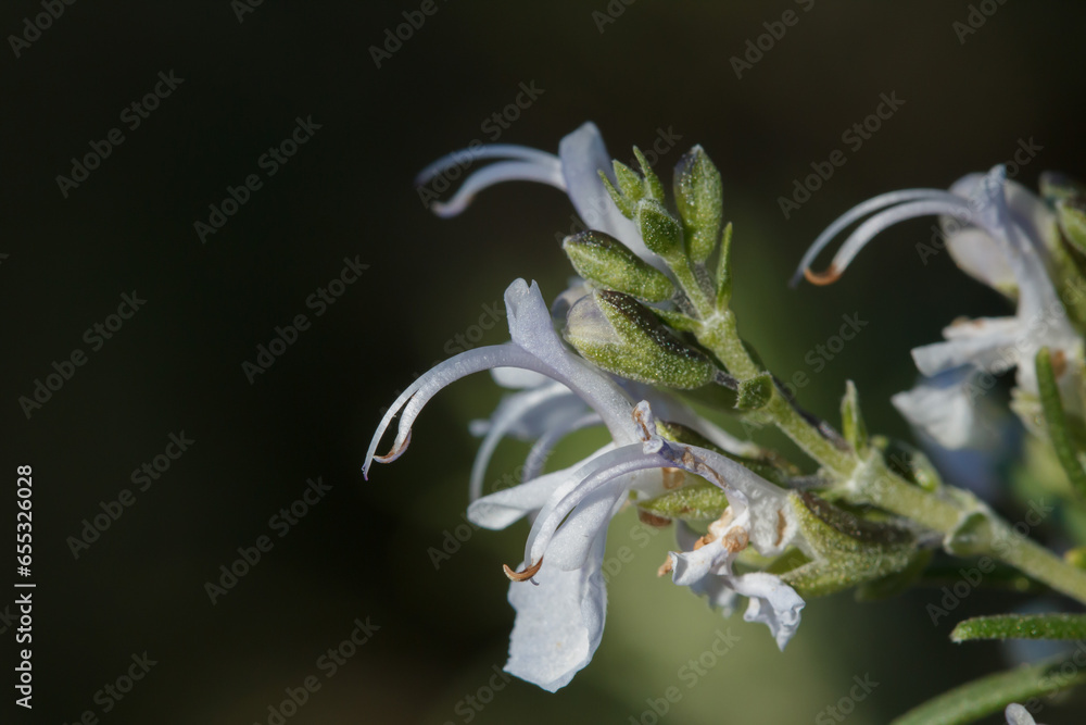Macrofotografía de la flor del romero (Salvia rosmarinus) en la sierra ...