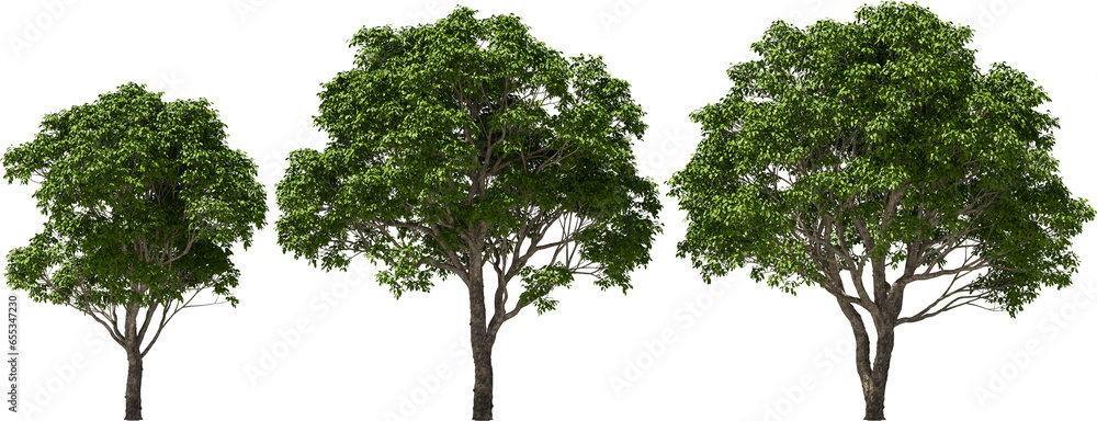 tree, crow's ash, australian teak, nutwood, flindosy, hq arch viz, 3d ...