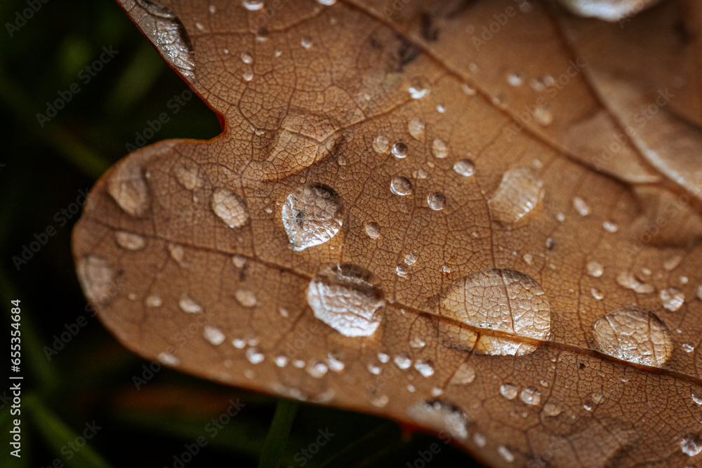 Moist Leaves Glistening with Raindrops on Nature Tree. Close-up of rain ...