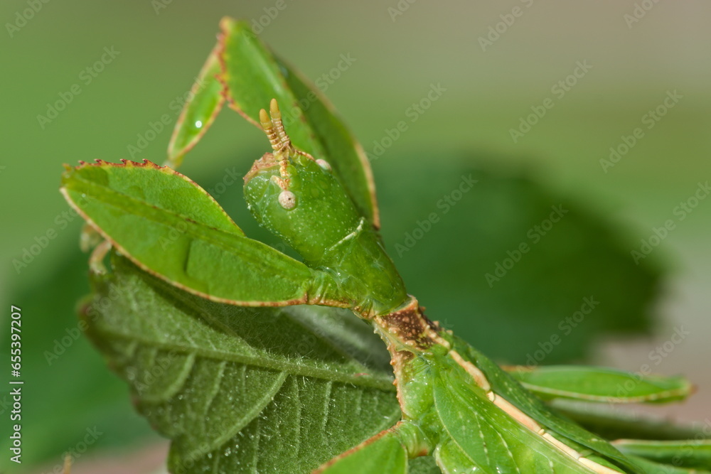 Detail of eye and antenna of leaf insect Phyllium. Young nymph few ...