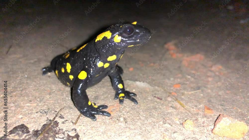 Salamandra salamandra aka fire salamander is breathing in deep night ...