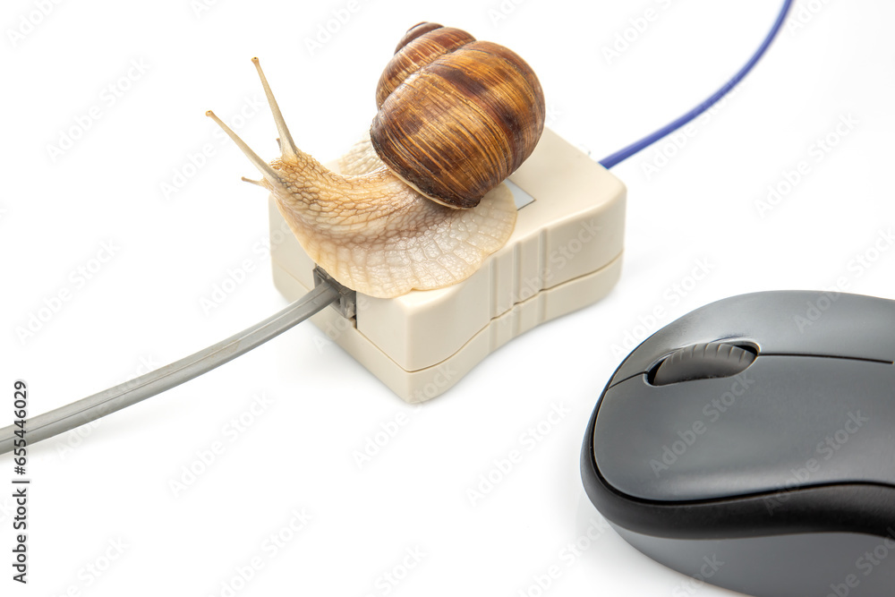 The concept of slow internet and working with a computer. Snail on the ...