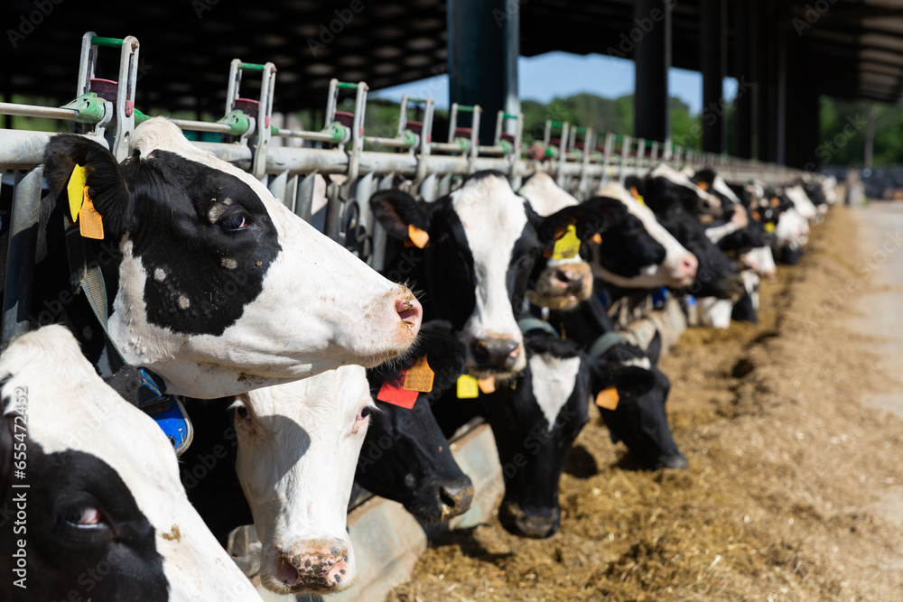 Cows standing in stall and eating at livestock breeding farm Stock ...