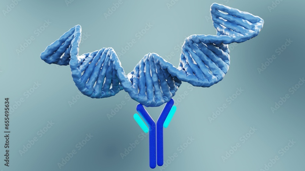 Anti-double stranded DNA (Anti-dsDNA) antibodies are a group of anti ...