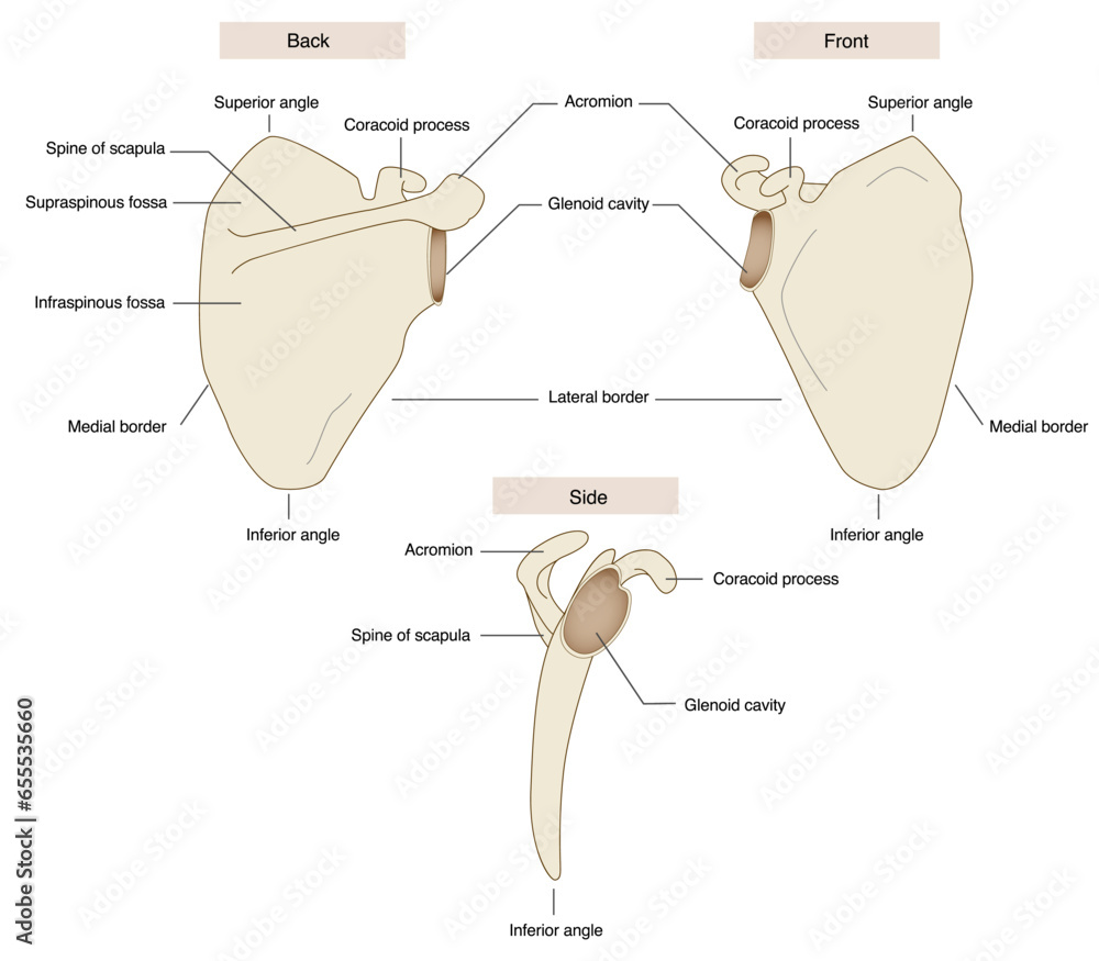 Anatomical names of the scapula Back and front, side view Stock Vector ...