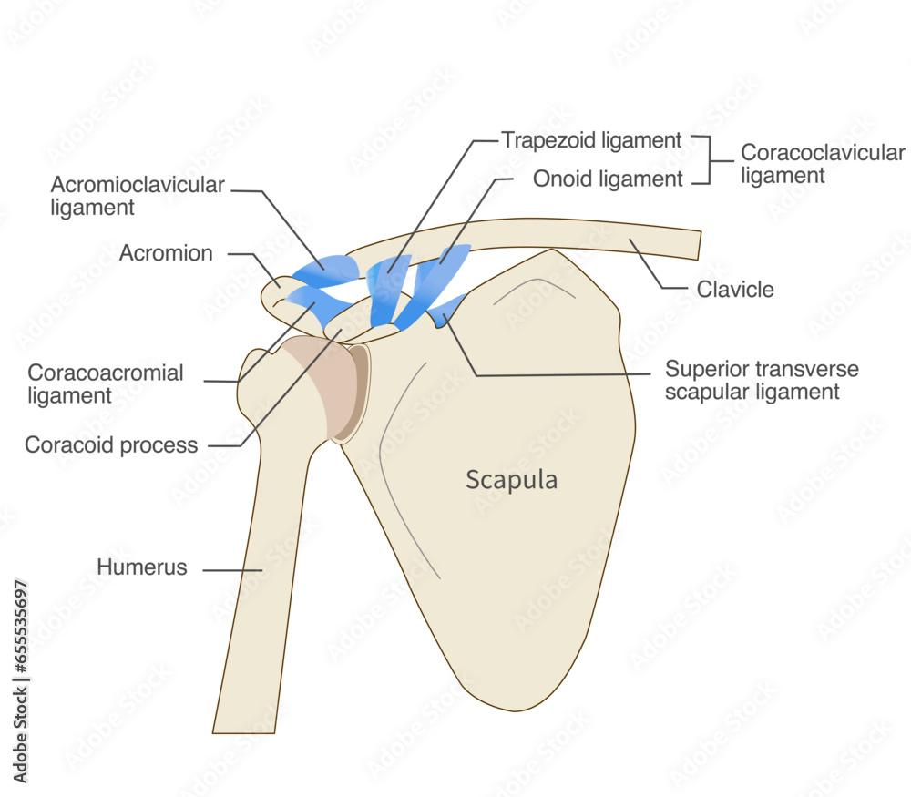 Anatomy of the scapular ligament and scapula Stock Vector | Adobe Stock