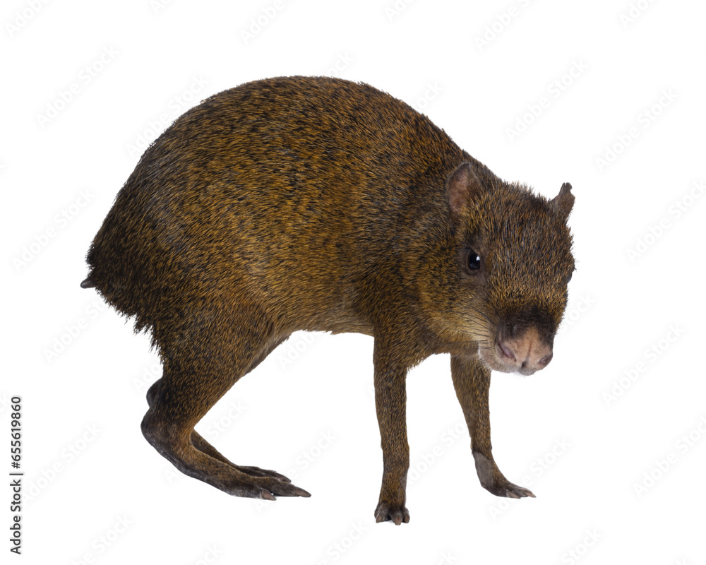 Agouti aka Dasyprocta standing side ways. Looking towards camera ...