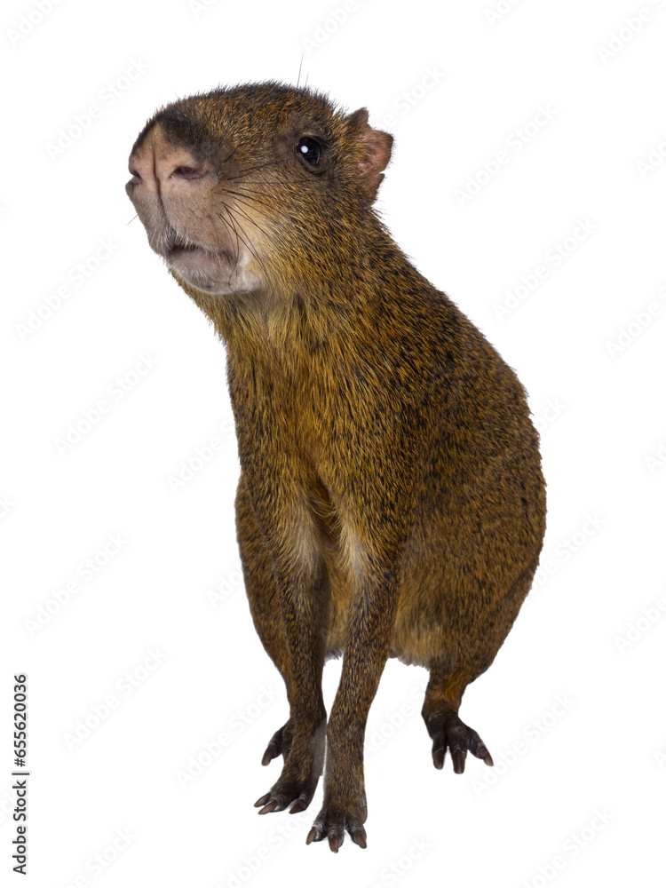 Agouti aka Dasyprocta standing facing front. Looking towards camera ...