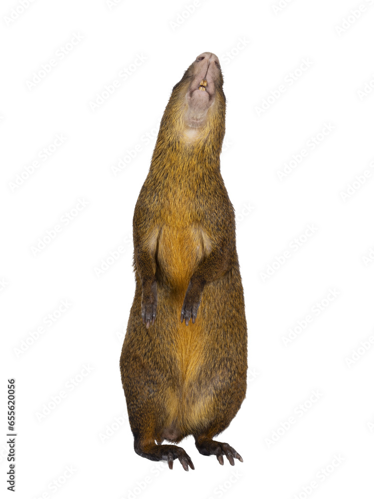 Agouti aka Dasyprocta standing on hind paws like meerkat showing belly ...