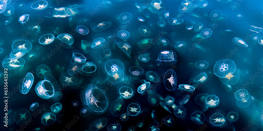 Huge swarm of Moon jellyfish (Aurelia aurita) photographed from surface ...