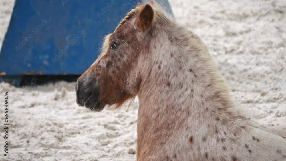 Handler-guided pony performing in a horse agility show before audience ...