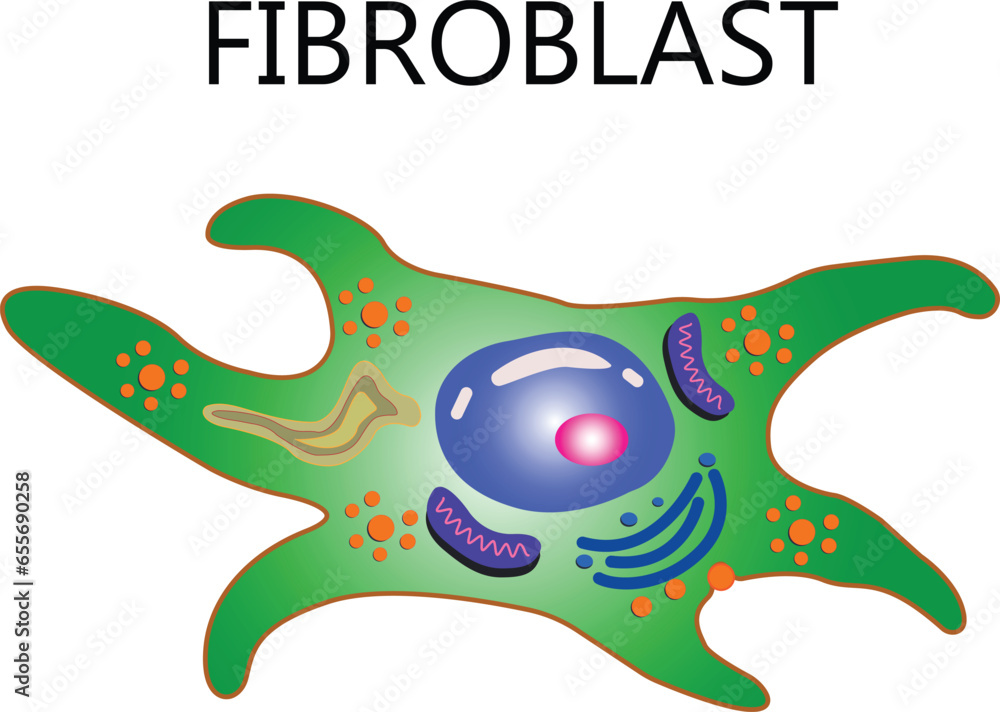 Collagen and fibroblast. Skin with Collagen fibers and cells that ...