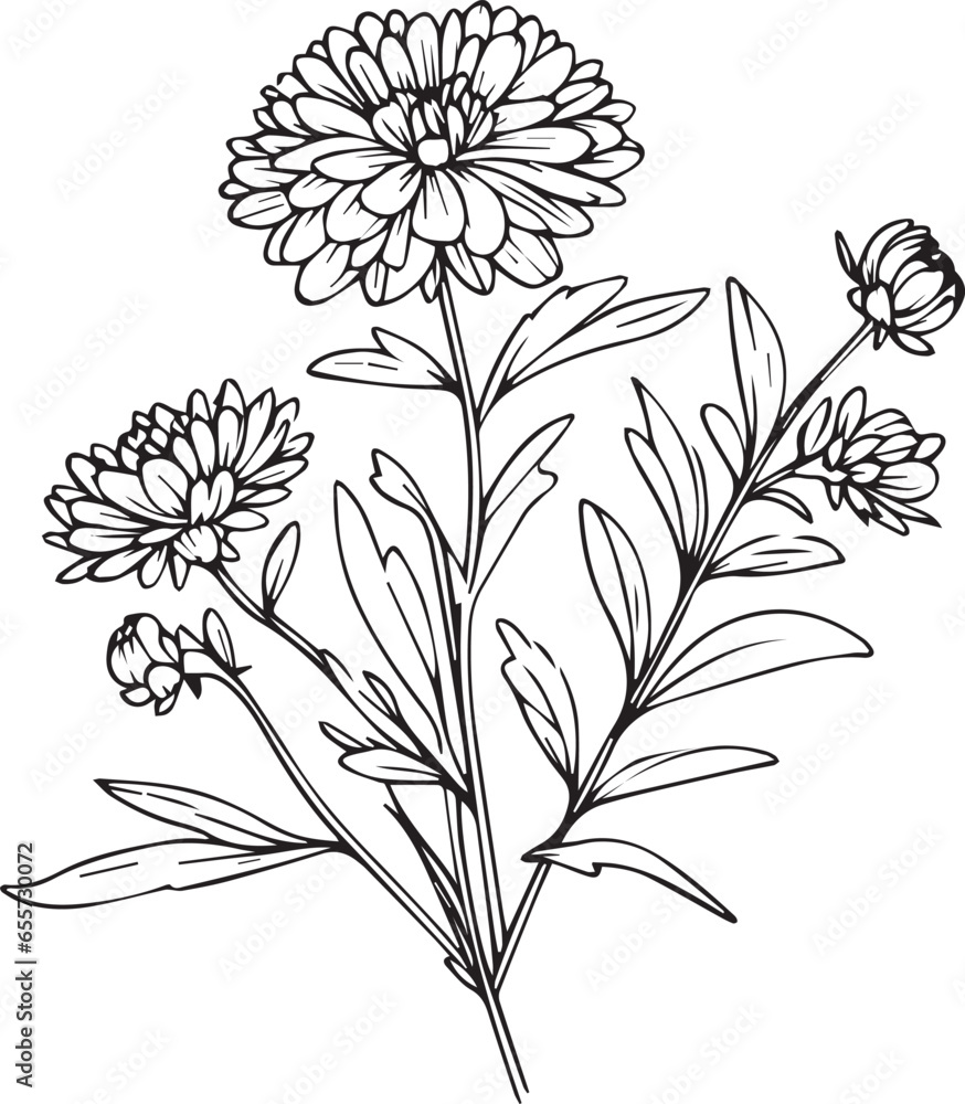 Aster flower art, vector illustration of a font view aster flower, in ...