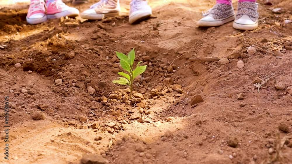 Children planting a tree, children's hands planting seedlings, nature ...