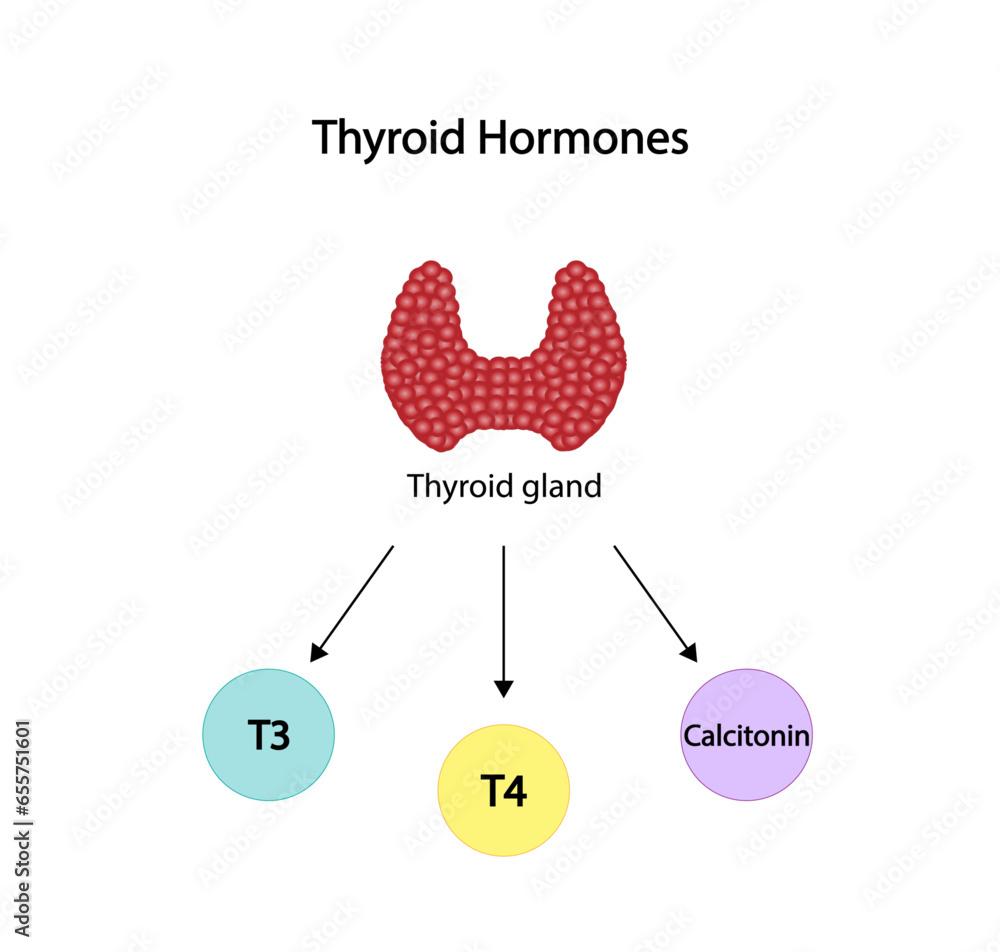 Thyroid gland, Thyroid hormones. T3,Triiodothyronine, T4 ...