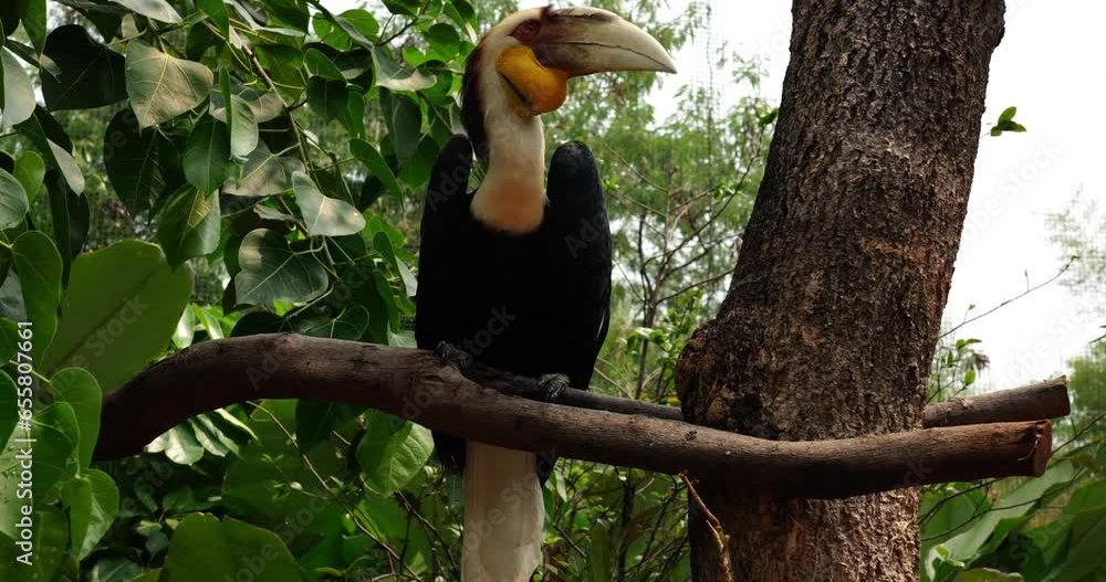 The rhinoceros hornbill is the state bird of the Malaysian state of ...