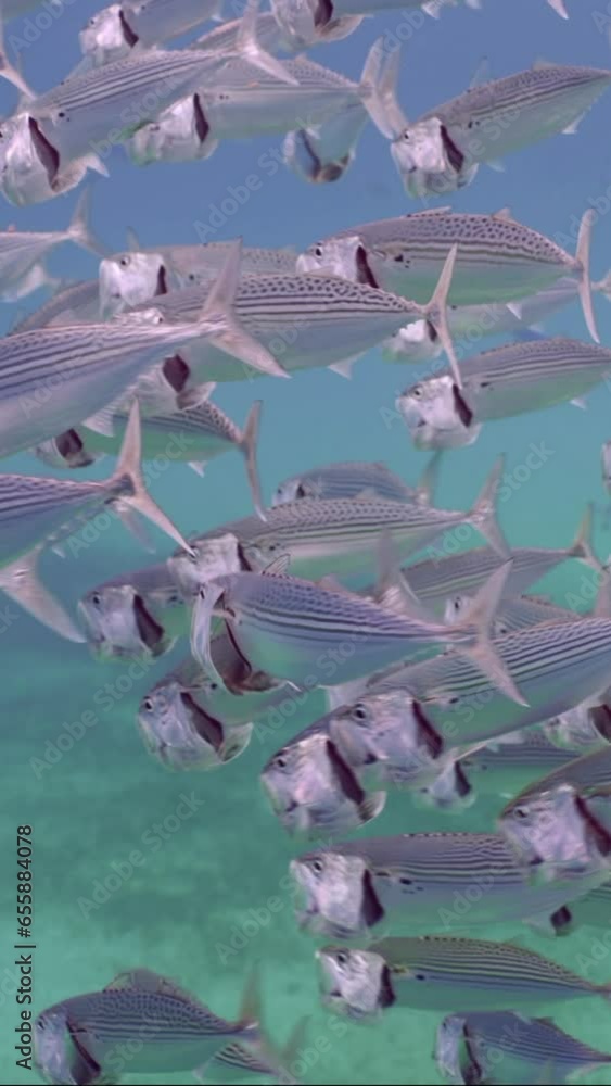 Vertical video, Lot of Striped mackerel or Indian mackerel ...