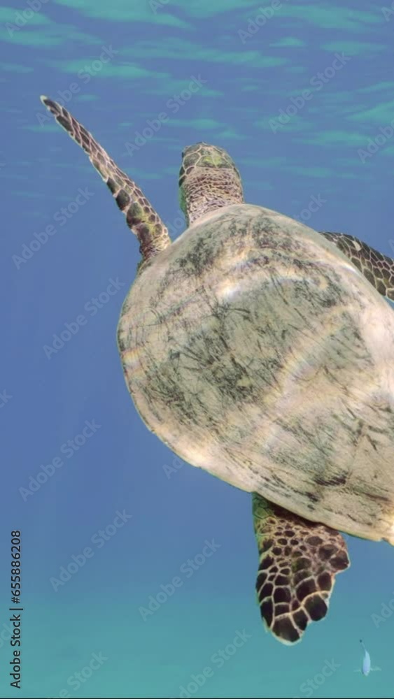 Vertical video, Back view of Se Turtle slowly floats up in blue water ...