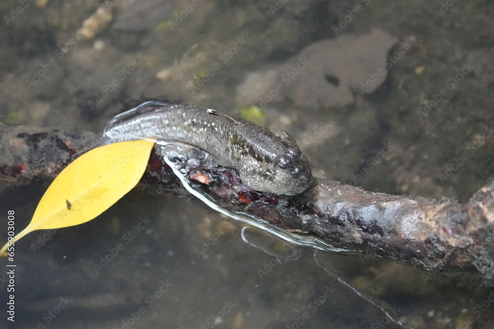 The shuttles hoppfish or shuttles mudskipper (Periophthalmus modestus ...