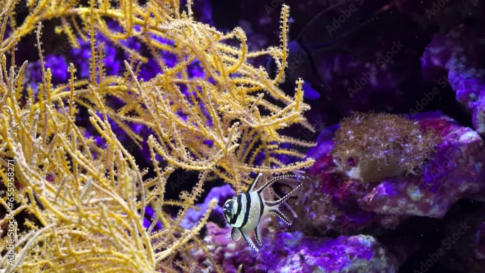 Floating exotic fluorescent fishes on the reef coral background ...