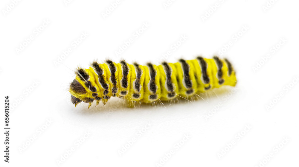 grapeleaf skeletonizer moth caterpillar - Harrisina americana - common ...