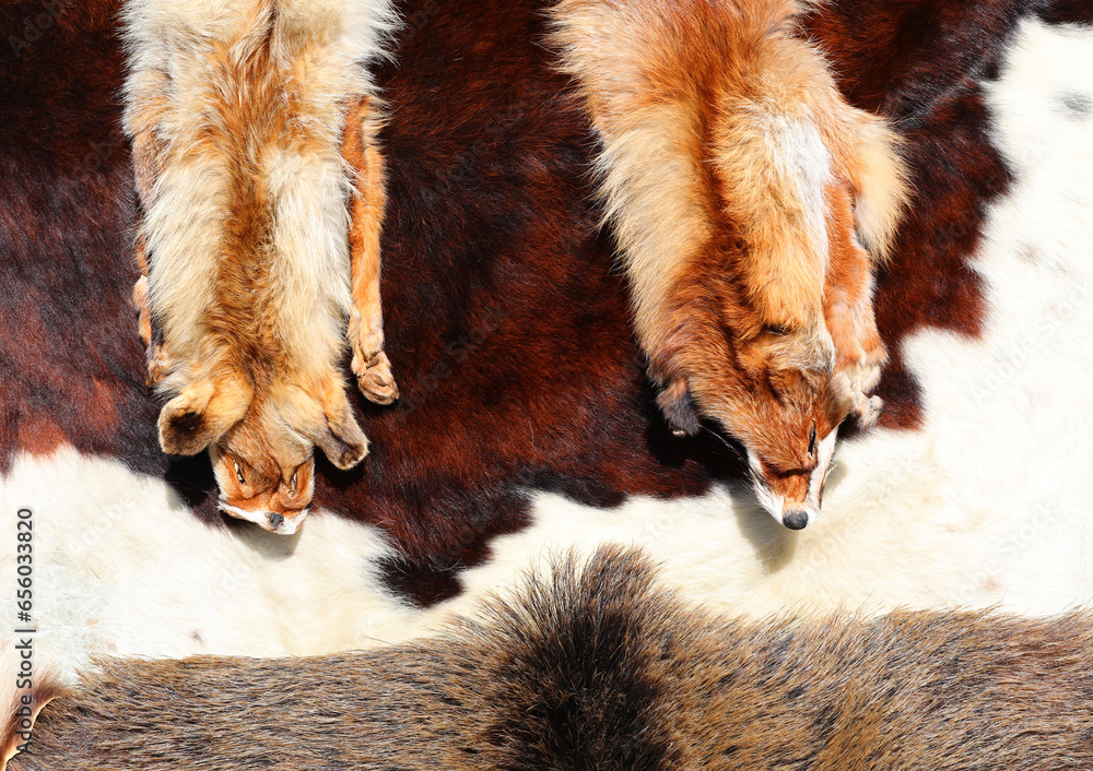 skinned fox fur and other animal skins in luxury fur shops Stock Photo ...
