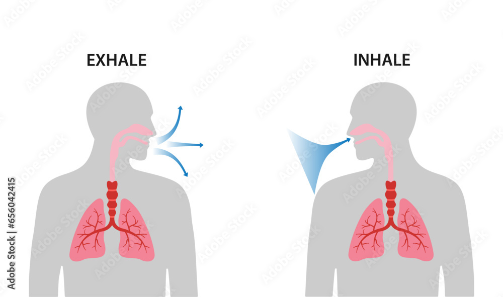Poster Infographics of breathing cycle, inspiration and expiration, gas ...