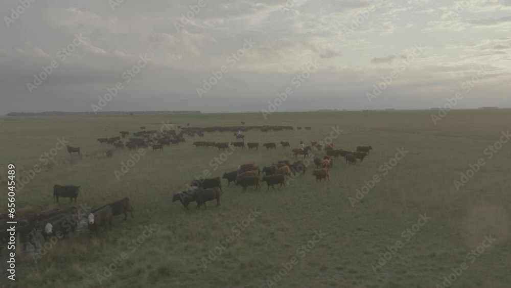 Vidéo Stock See the cows from above. Hundreds of cows in the Argentine ...