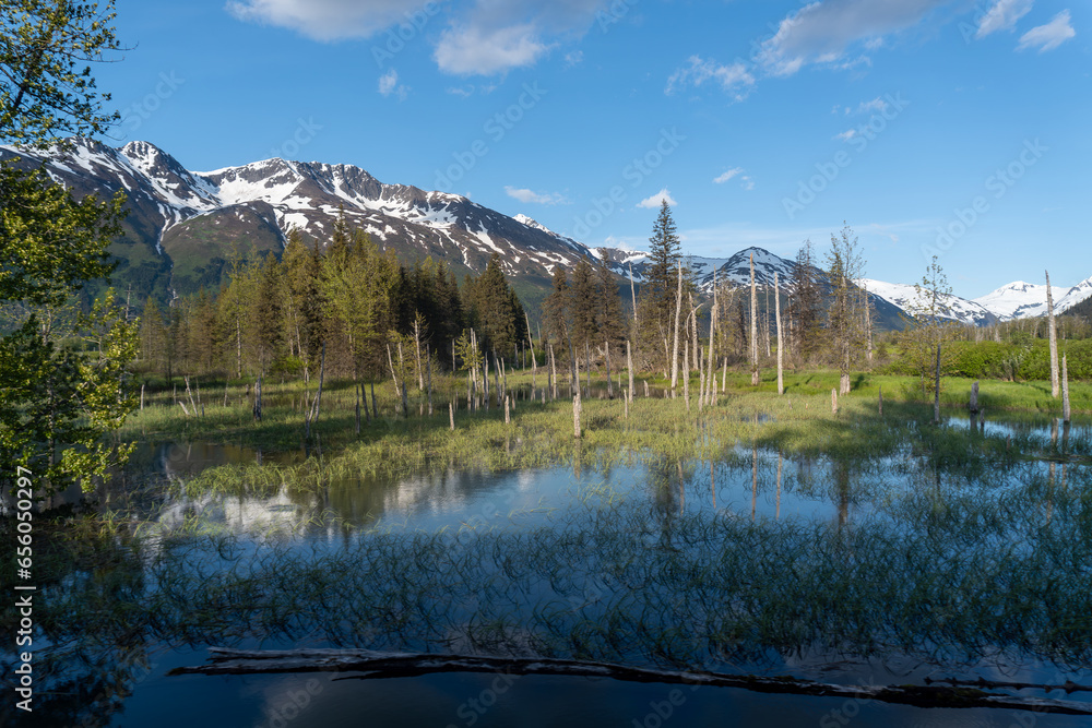 Ghost Forest near Turnagain Arm in Alaska. Near Girdwood, travelers can ...
