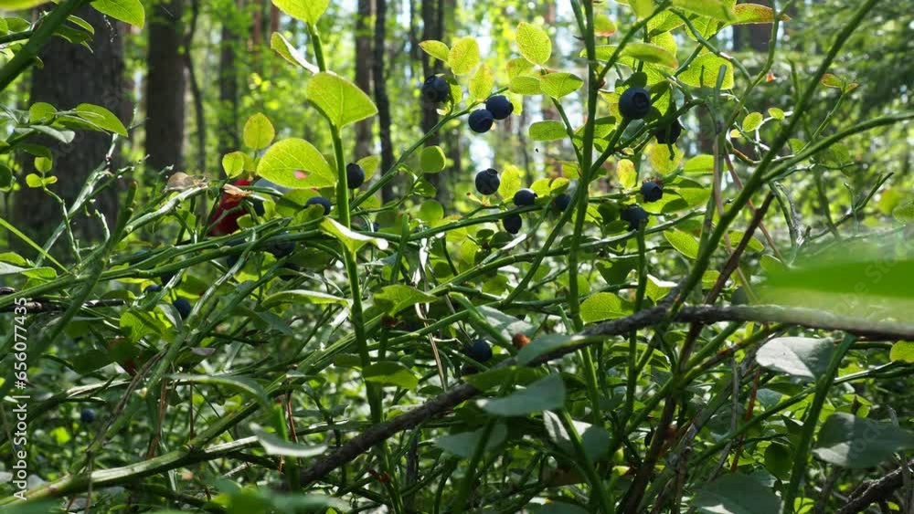 Blueberry, Blueberry myrtle Vaccinium myrtillus, a low-growing shrub, a ...