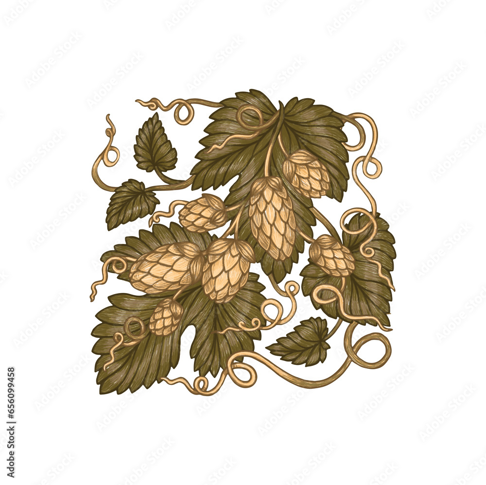 Hop plant decorative element of flowering dry hops Hand drawn Botanical ...