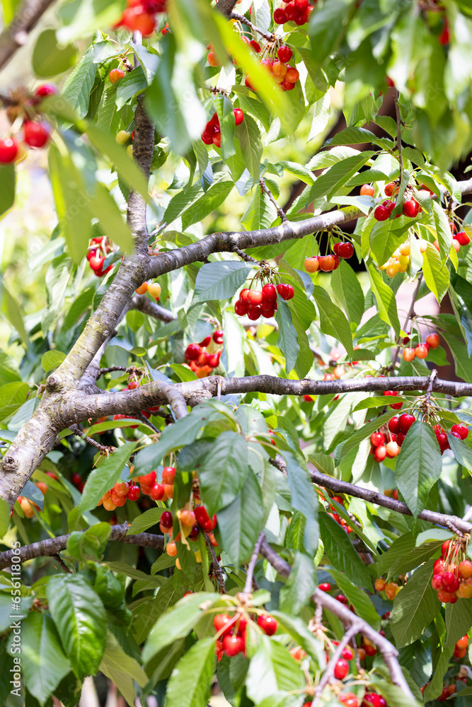 Cherry tree filled with fresh ripe cherries ready to pick Stock Photo ...